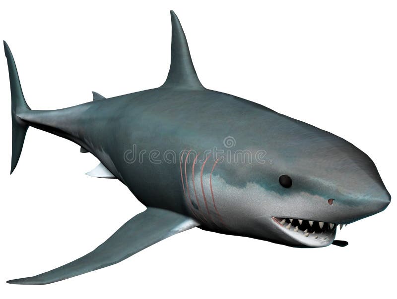 Great White Shark Body on Beck Stock Illustration - Illustration of ...