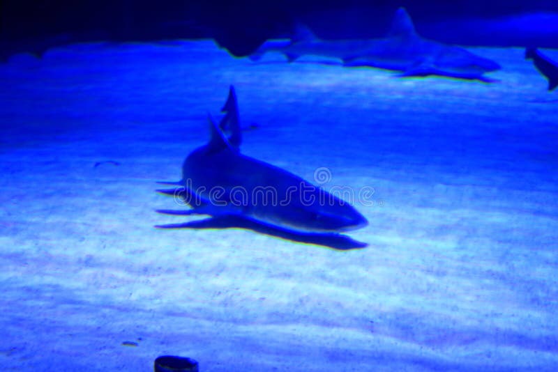 Shark at Antalya Aquarium in Turkey Stock Image - Image of people ...