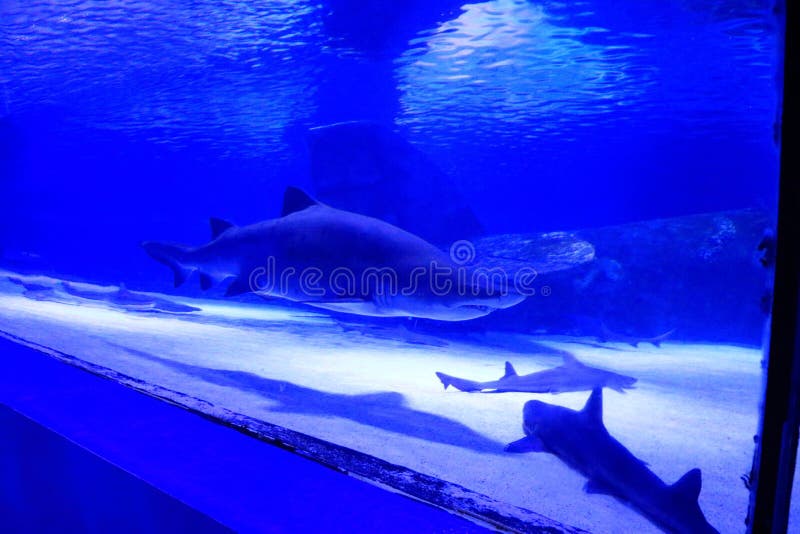 Shark at Antalya Aquarium in Turkey Stock Photo - Image of dark, ocean ...