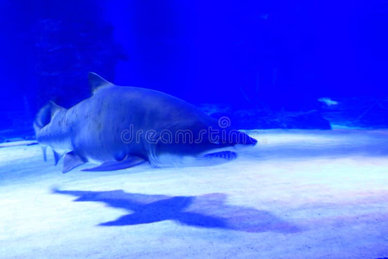 Shark Tunnel Aquarium Turkey Stock Photos - Free & Royalty-Free Stock ...