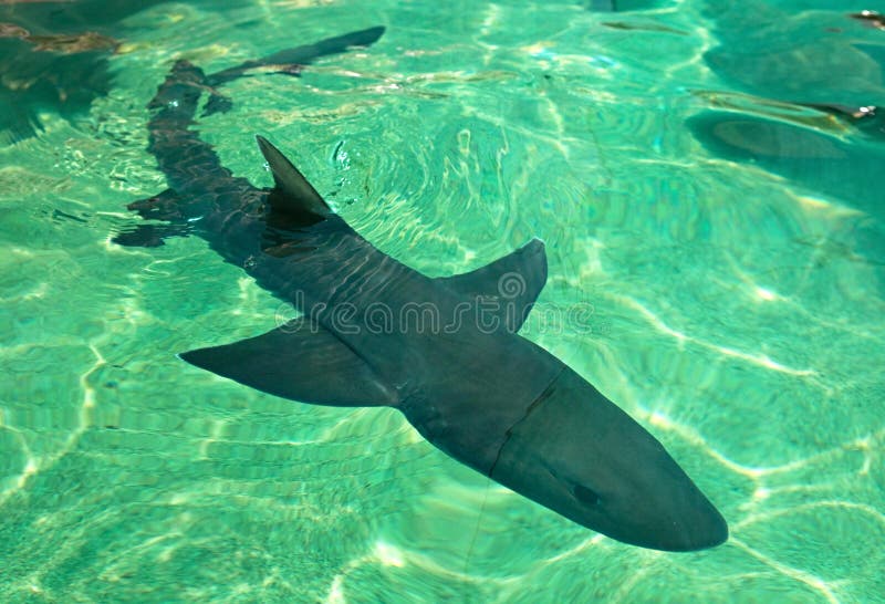 Cub shark stock photo. Image of salt, pool, flies, aquarium - 21678574