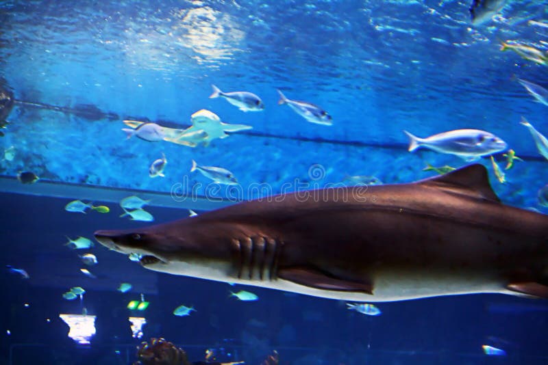 Shark In Aquarium Picture. Image: 4210754