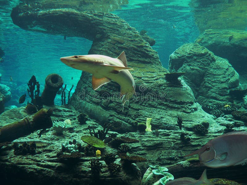 Shark - aquarium stock image. Image of water, cannon, aquarium - 640743