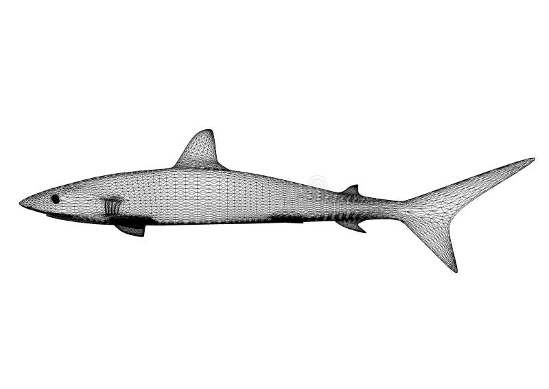 Shark 3d Blueprint Mesh Model on a Blue Background. Front View ...