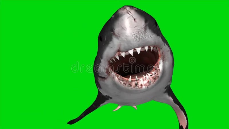 Shark Swimming on Green Screen Stock Video - Video of aquarium ...