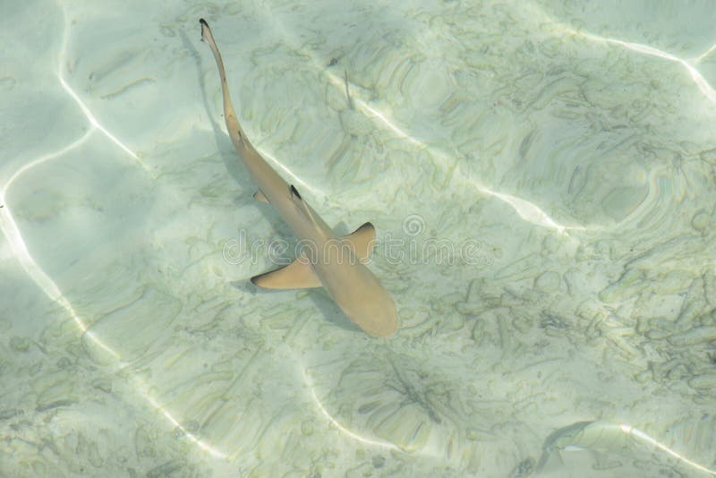 Baby Sand Sharks