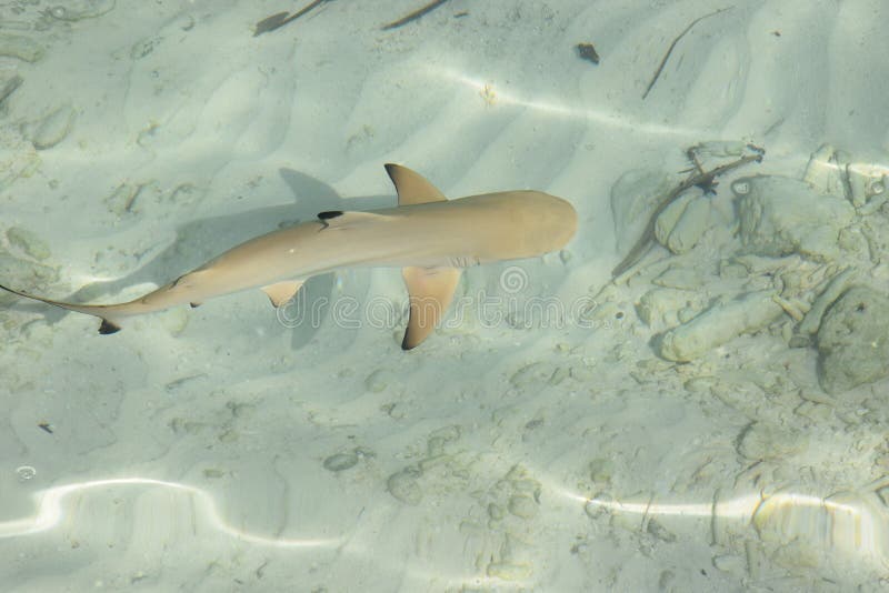 Baby Sand Sharks