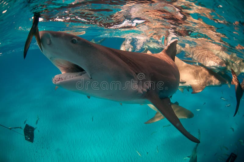 Shark with bait ball stock photo. Image of diver, bait - 437056