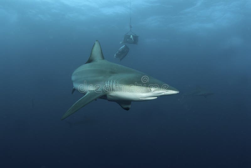 Shark behavior stock photo. Image of sharks, natal, shots - 23006784