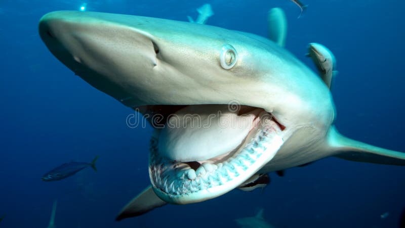 Shark big jaws stock photo. Image of animal, open, close - 70815600