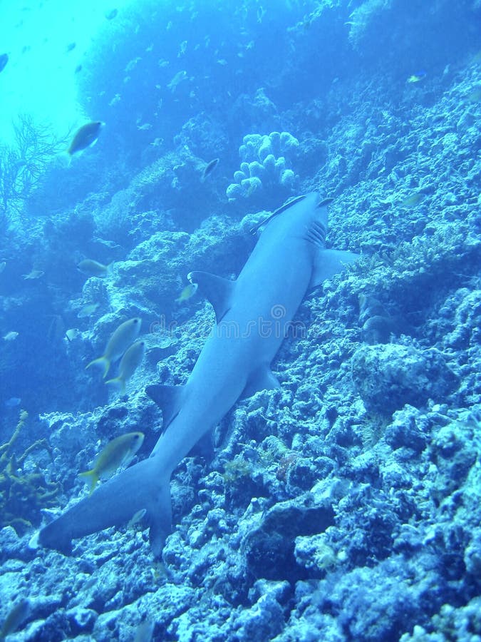 Shark Blue stock photo. Image of resting, ocean, blue, fish - 391122