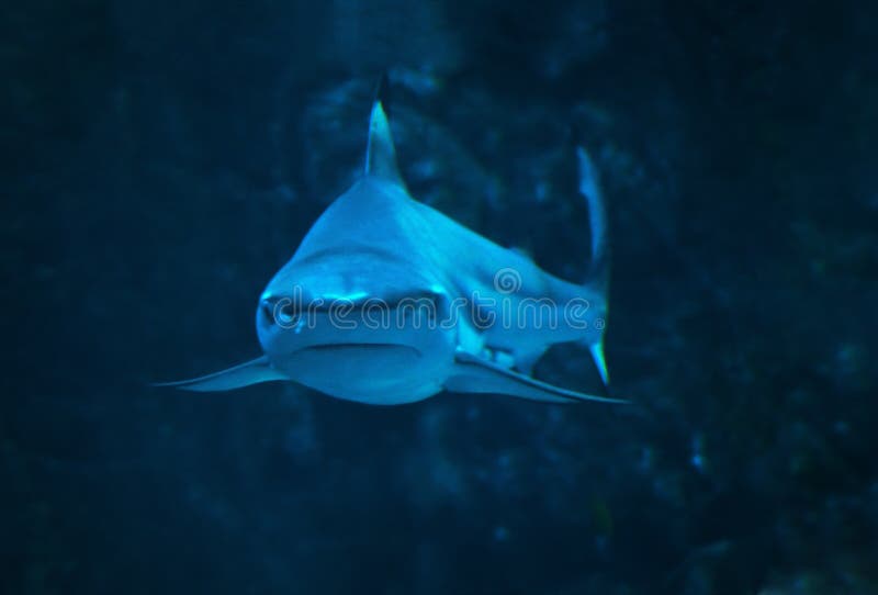 Shark at the Blue Water Close Up Looking at Camera Stock Photo - Image ...
