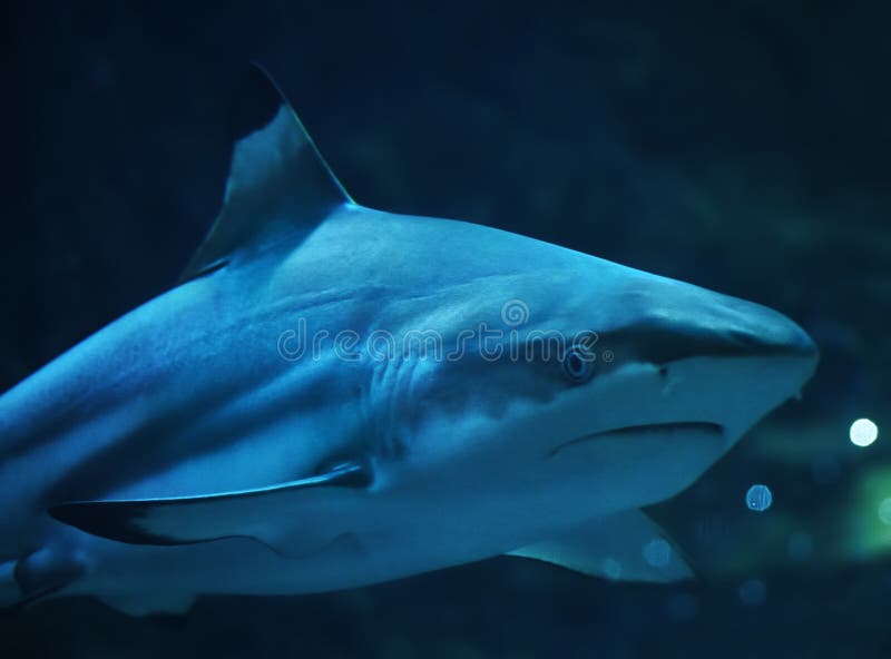 Shark at Blue Water Portrait Stock Photo - Image of close, nature: 84590732