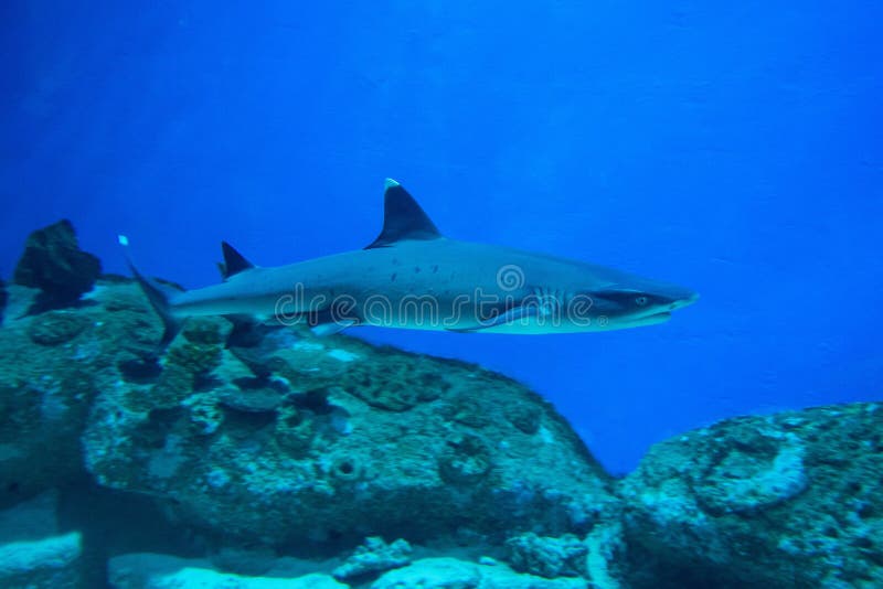 Shark At The Bottom Of The Sea Swimming In Search Of Prey Stock Photo ...