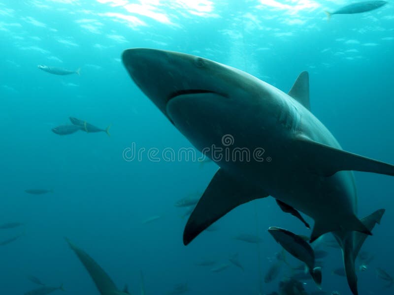 Bottom Perspective View of Prague Castle, Black and White Stock Image ...