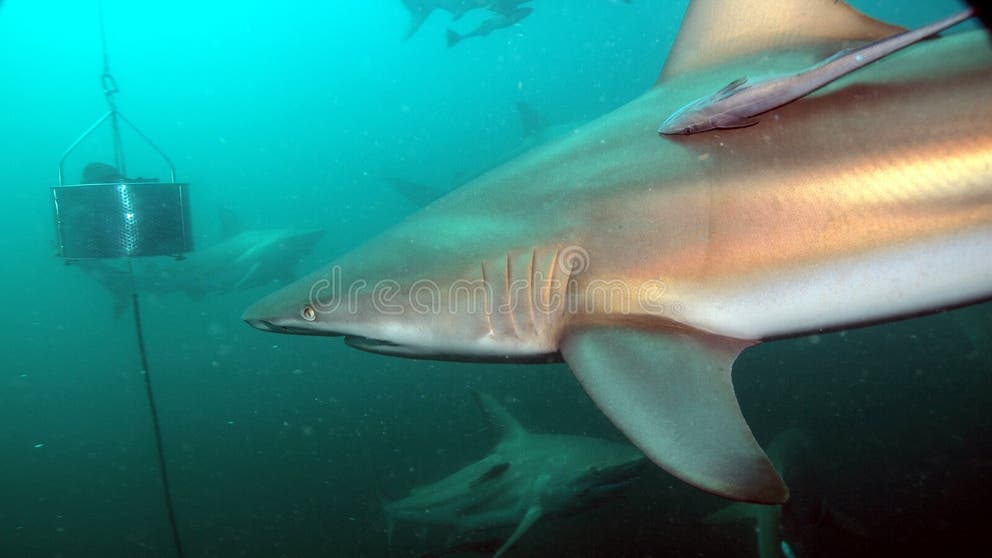 Shark brave rider stock photo. Image of gills, ponta - 70817186