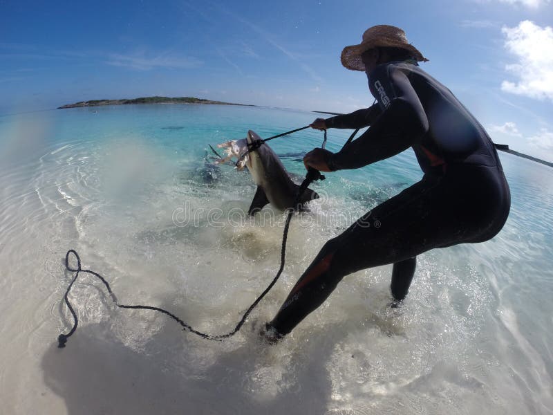 Shark Fishing Big Game Spinner Shark Biting Bait Man Fisher Reeling In ...