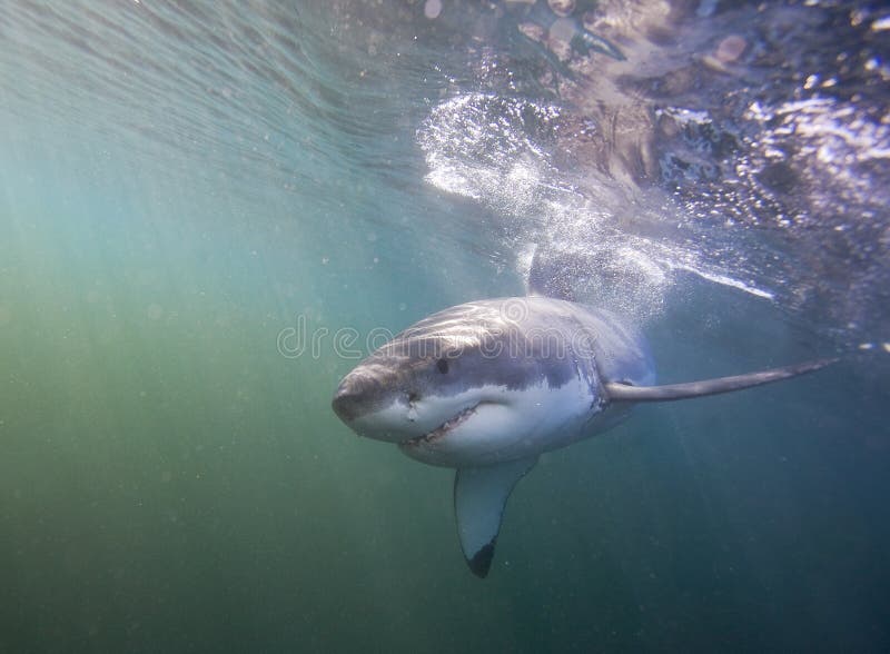 Shark Chasing Prey Stock Photos - Free & Royalty-Free Stock Photos from ...