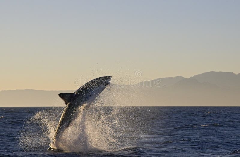 Shark Chasing Prey Stock Photos - Free & Royalty-Free Stock Photos from ...