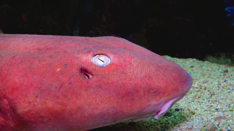 Shark Eye with Pink Skin in Aquarium Stock Video - Video of head ...