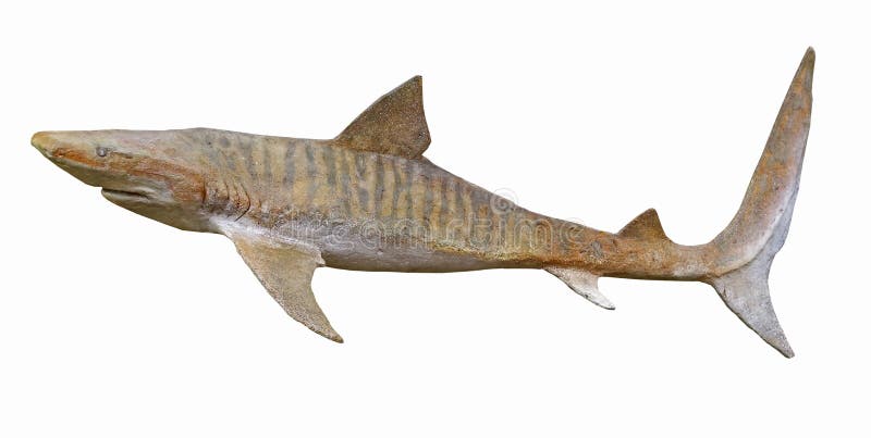 Stone shark fin in a park stock photo. Image of animal - 4776602