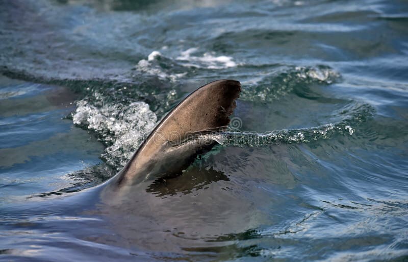 Shark fin above water. stock image. Image of marine, aqua - 58748447