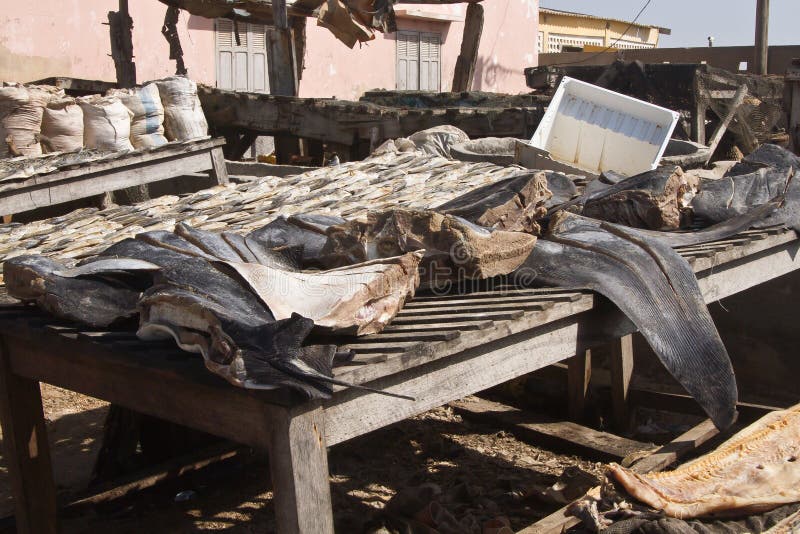 Shark Finning stock photo. Image of fish, soup, sharkfin - 31795744