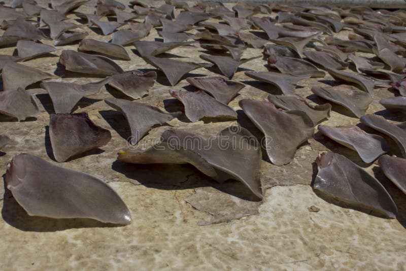 Shark fins stock photo. Image of fishing, protection, food - 5247696