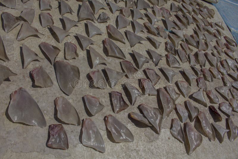 Shark Fins stock photo. Image of dried, threatened, fishing - 40741172