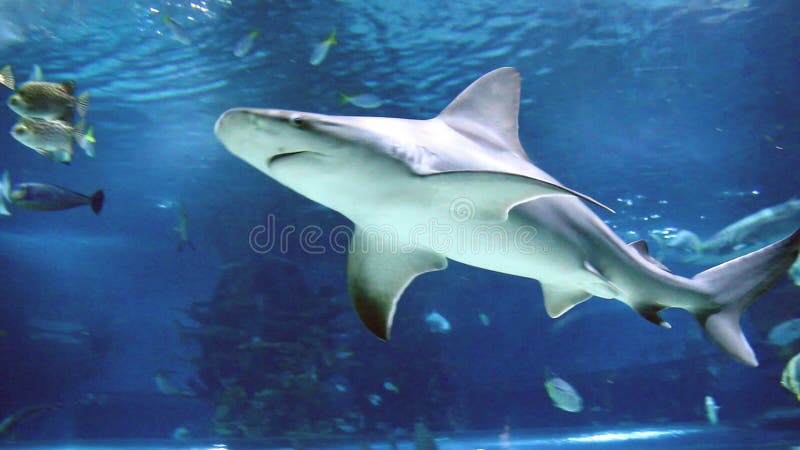 The Fish is Swimming from Side, Back and Three Sides and Facing Up ...