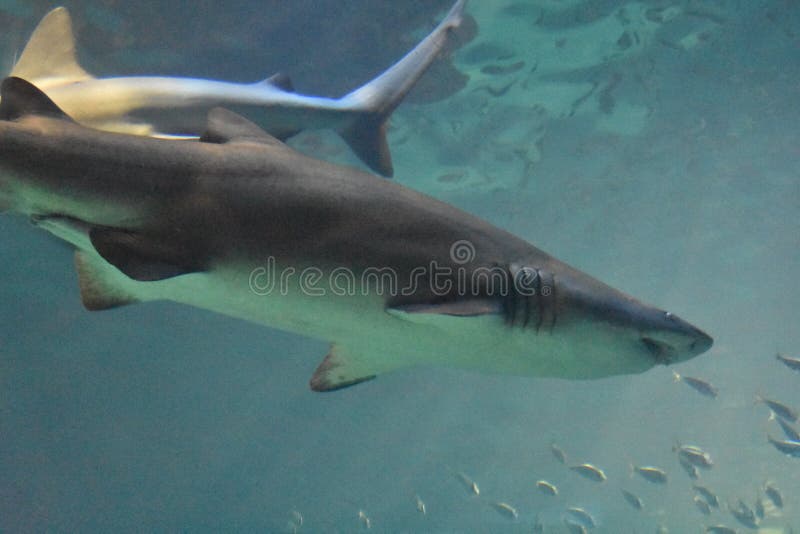 Shark and Fish Underwater stock photo. Image of animals - 117836348