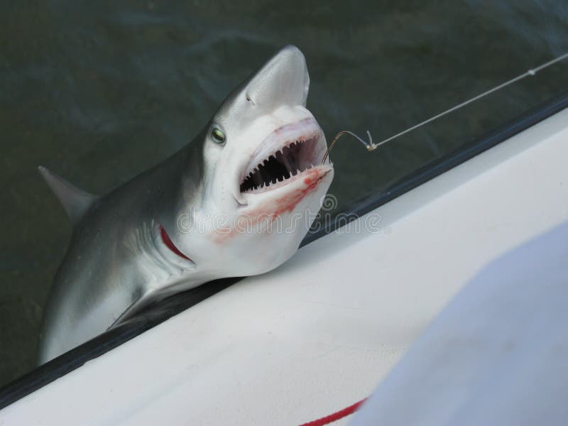 Shark Fishing stock photo. Image of selachian, mouth - 10039048