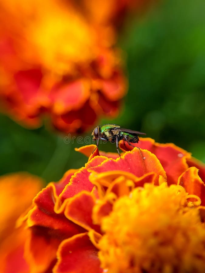 Shark Fly Perched on Flowerï¿¼ Stock Image - Image of wildflower, shark ...