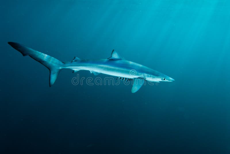 Shark and friend stock image. Image of fish, kleinbaai - 21362561