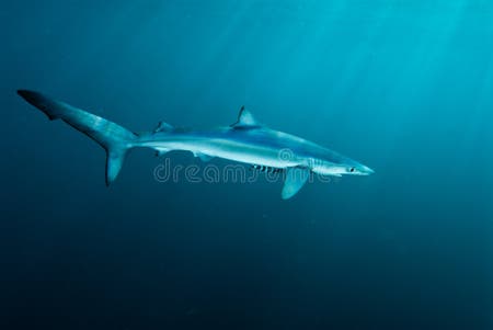 Shark and friend stock image. Image of fish, kleinbaai - 21362561