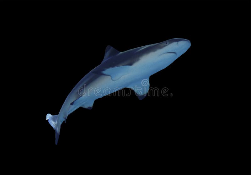 Shark Full Size Isolated on Black Stock Photo - Image of undersea, deep ...