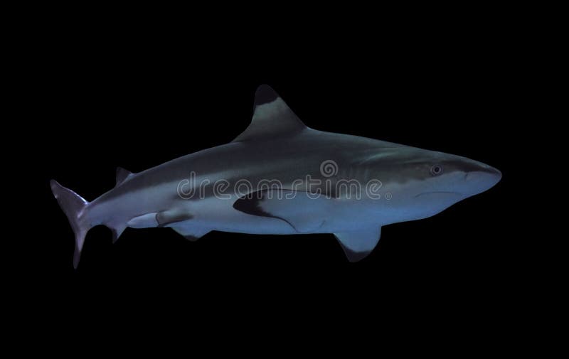 Shark Full Size Isolated on Black Stock Image - Image of jaws, close ...