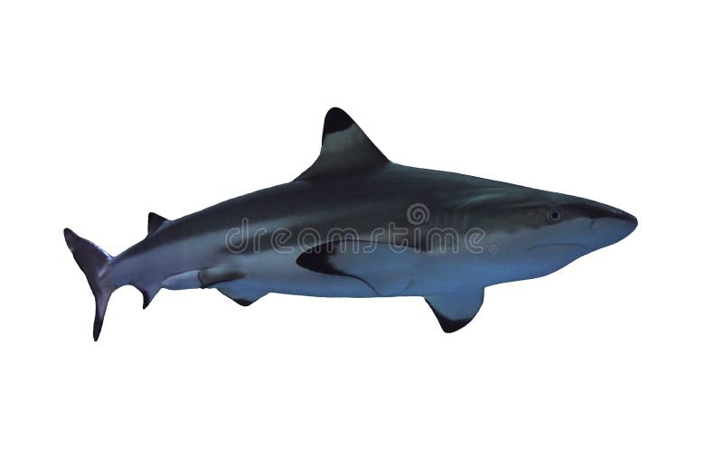 Shark Full Size Isolated on White Stock Image - Image of danger ...