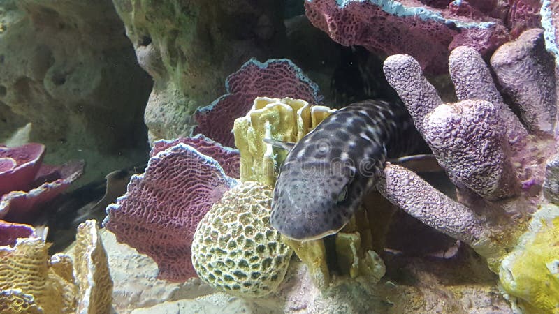 Shark Hiding stock image. Image of ocean, water, coral - 96500791
