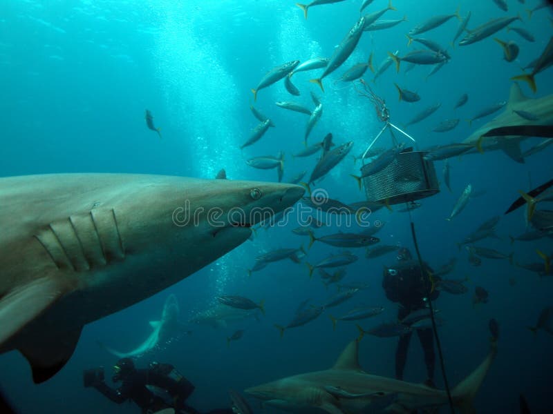 Shark hunting fish stock photo. Image of floating, plenty - 70816986