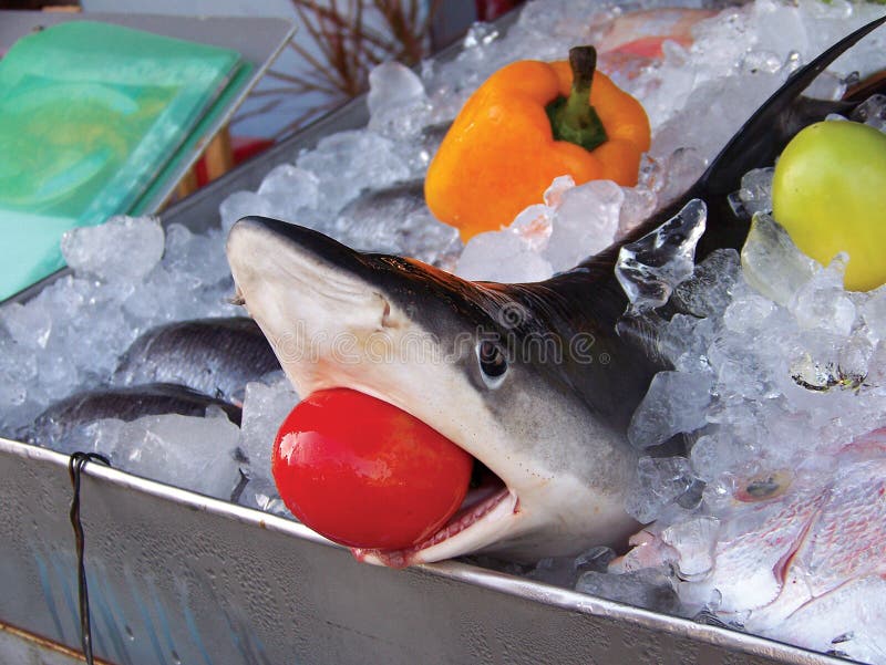 Shark in ice stock photo. Image of restaurant, pepper - 2212176