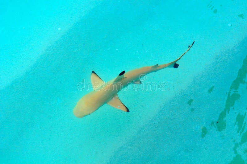 Shark in the Indian ocean stock photo. Image of underwater - 5890290