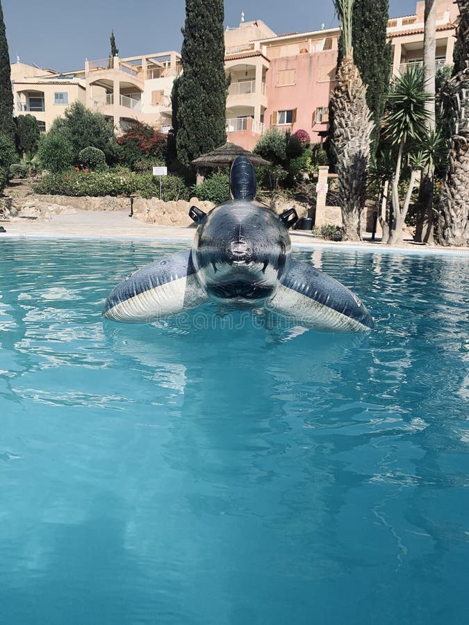 319 Shark Swimming Pool Stock Photos - Free & Royalty-Free Stock Photos ...