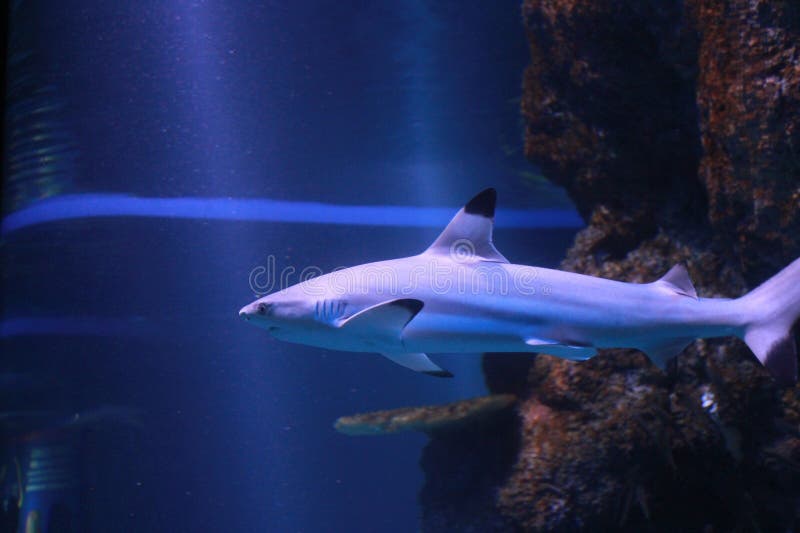 Shark inside an aquarium stock image. Image of wild - 314994505