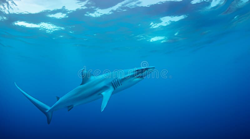 A Shark Isolated on an Ocean Background with Space for Copy Stock Image ...