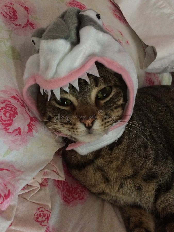 Shark Kitty stock photo. Image of kitty, shark, maddie - 145218408