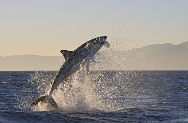Shark Leaping Out of the Water in the High Seas of Australia Stock ...