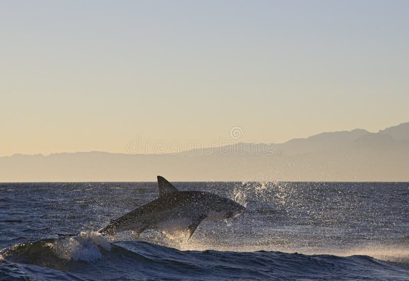 Shark Leaping Out of the Water in the High Seas of Australia Stock ...