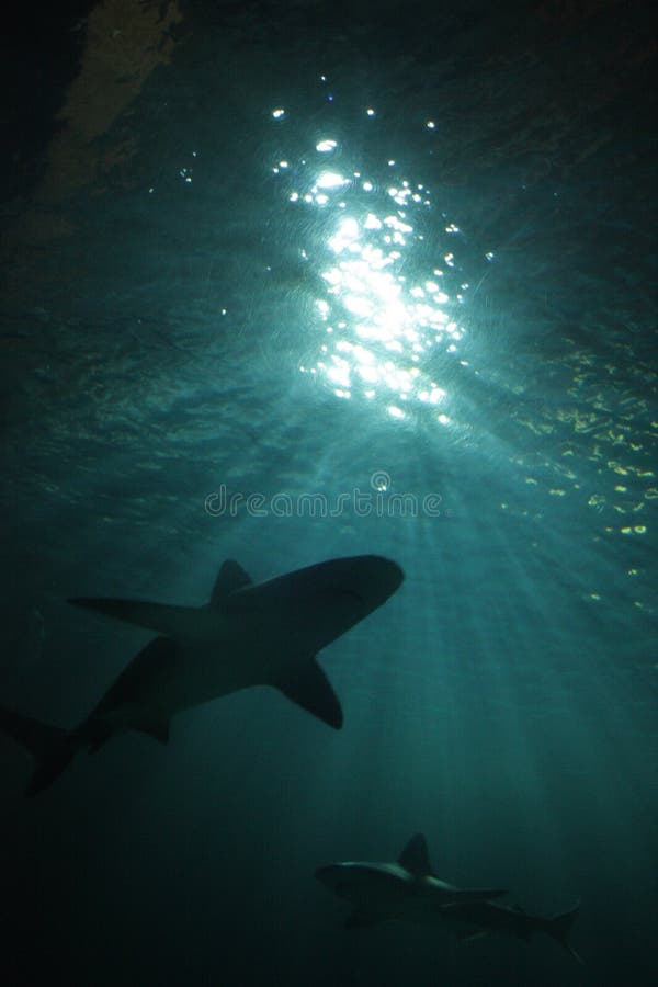 Shark in the light stock image. Image of animal, shark - 36068277