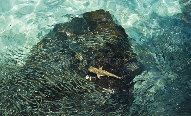 Shark stock photo. Image of flowers, cloud, beautiful - 39318218